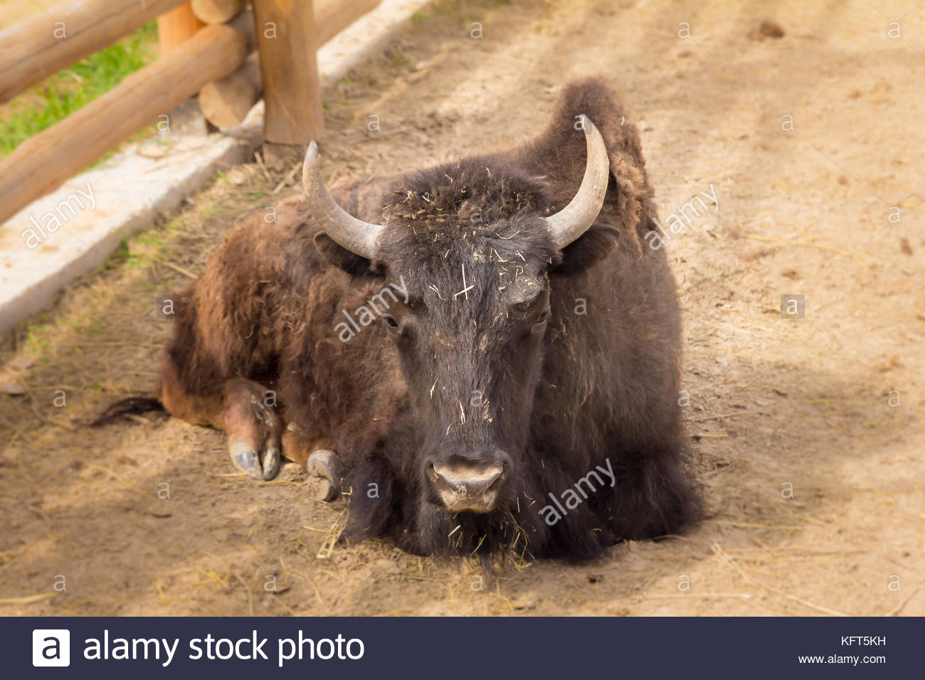 Buffalo Zoo Stock Photos & Buffalo Zoo Stock Images - Alamy