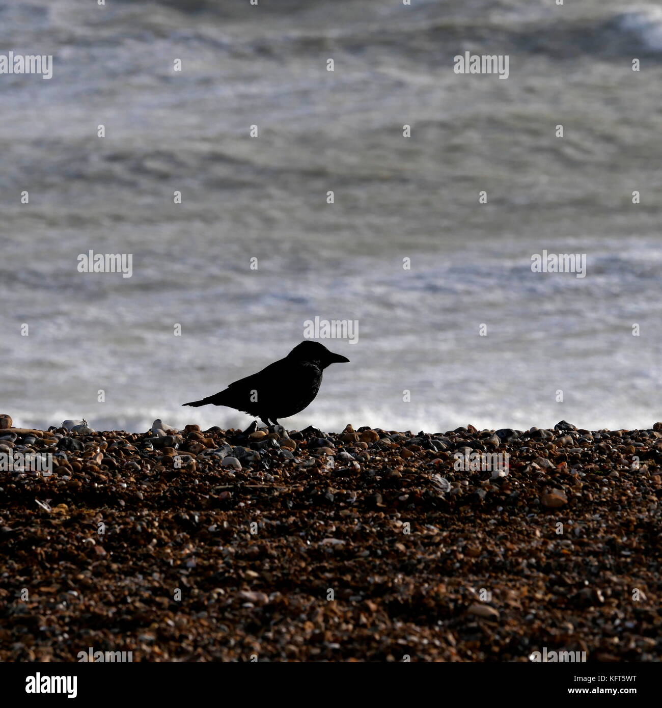 AJAXNETPHOTO. OCTOBER, 2017. WORTHING, ENGLAND. - BEACH BIRD. - A BLACK ...