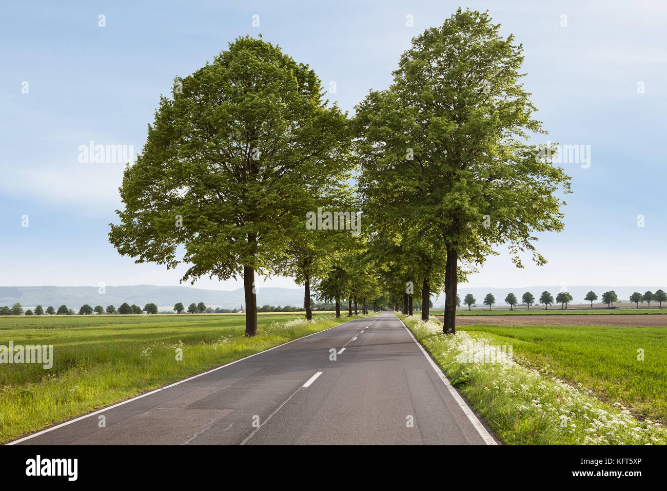 Beautiful country side road with trees in summer Stock Photo - Alamy