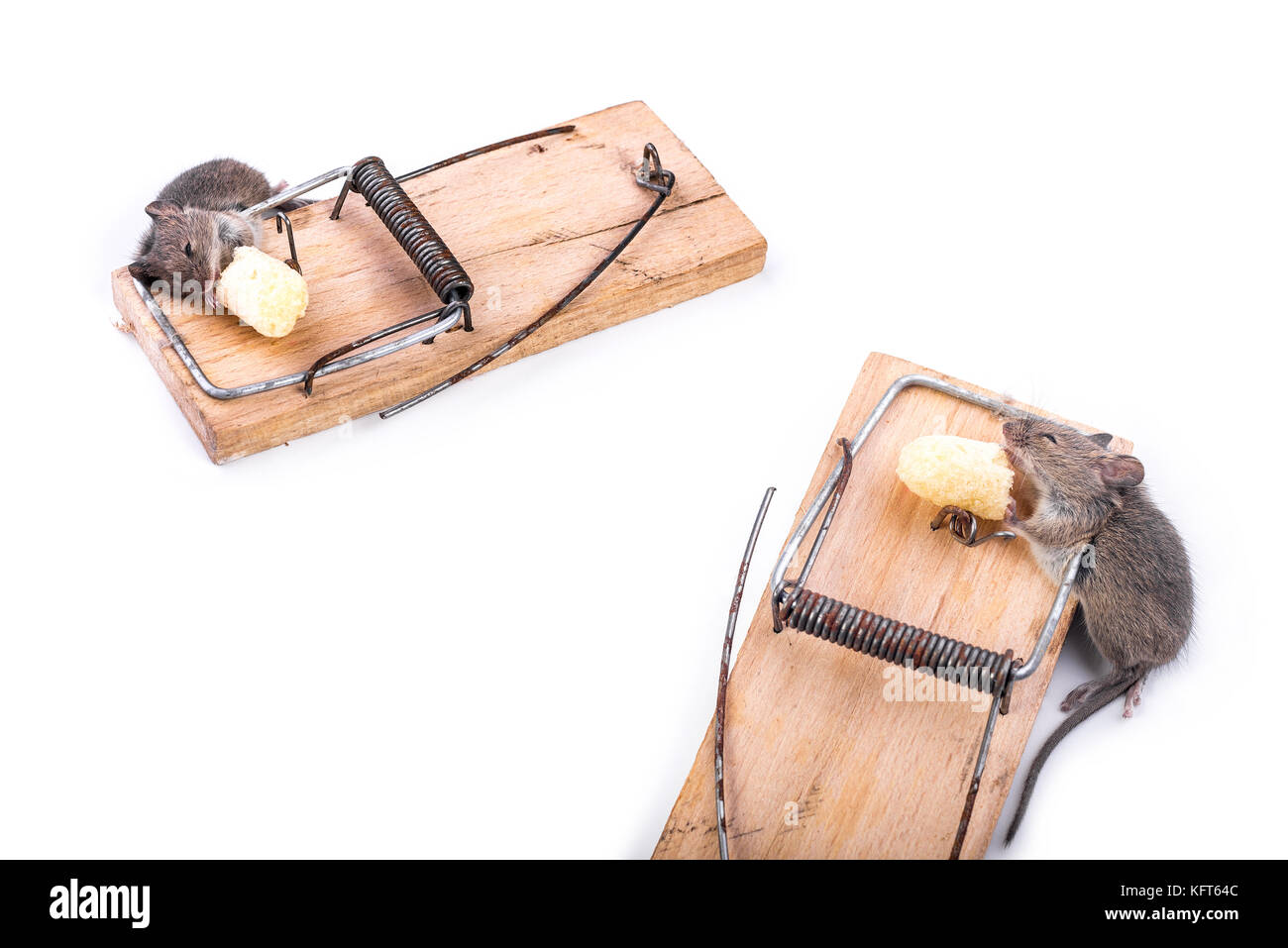Little mouse got into a mousetrap, white background, place for text ...