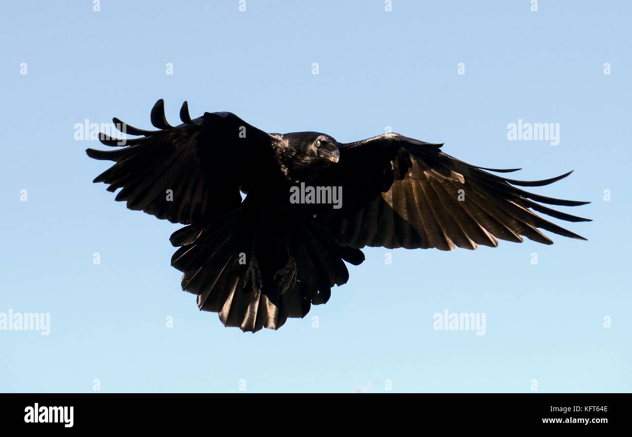 Flying Common Raven above Mt.Hood Meadow,Oregon Stock Photo - Alamy