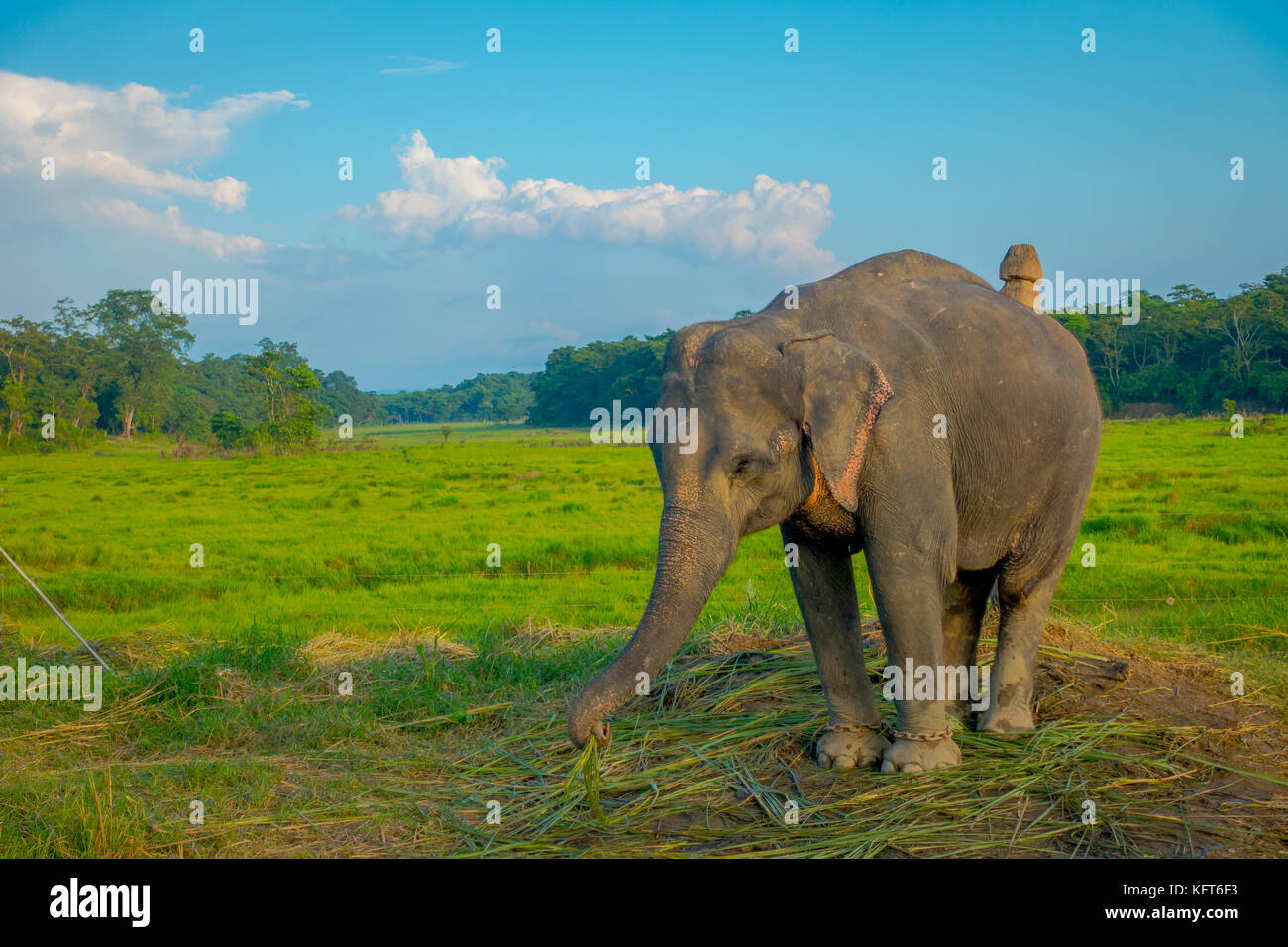 Beautiful sad elephant chained in a wooden pillar at outdoors, in ...