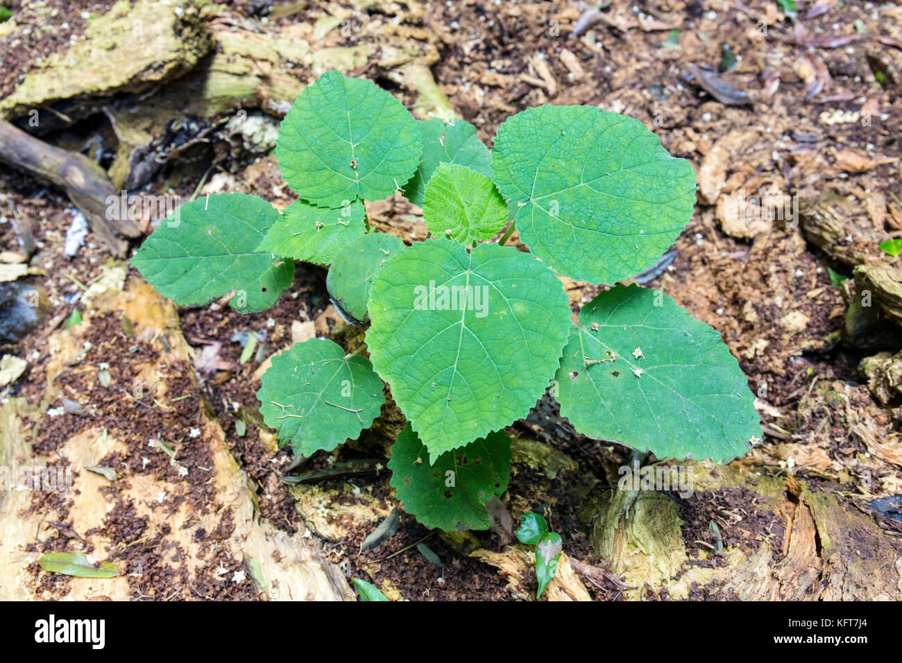 Stinging trees australia hi-res stock photography and images - Alamy