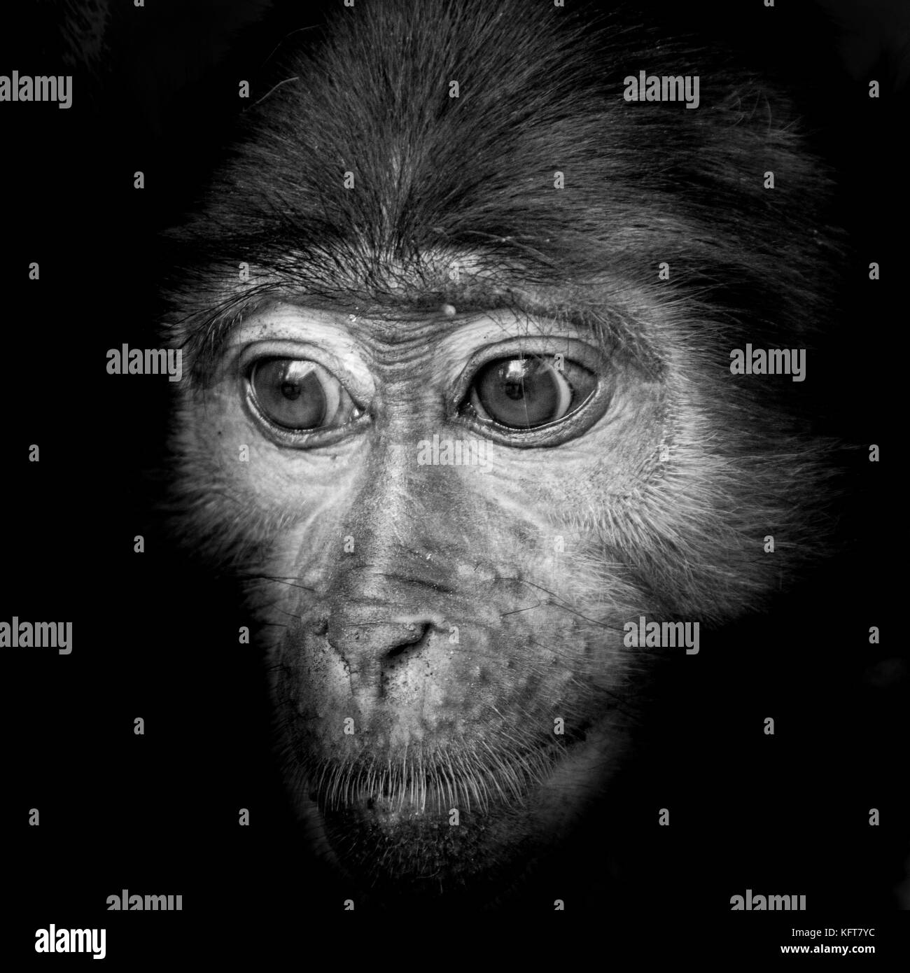 Nice monkey Black and White Stock Photos & Images - Alamy