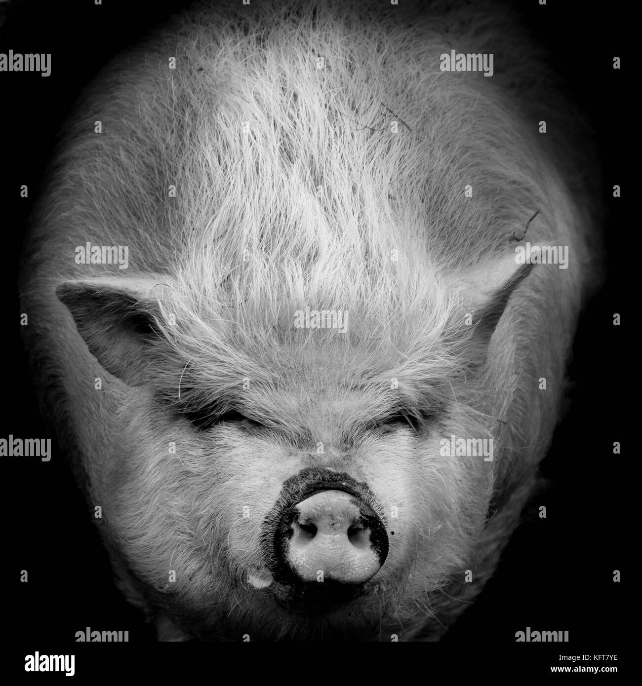 Pig noses hi-res stock photography and images - Alamy