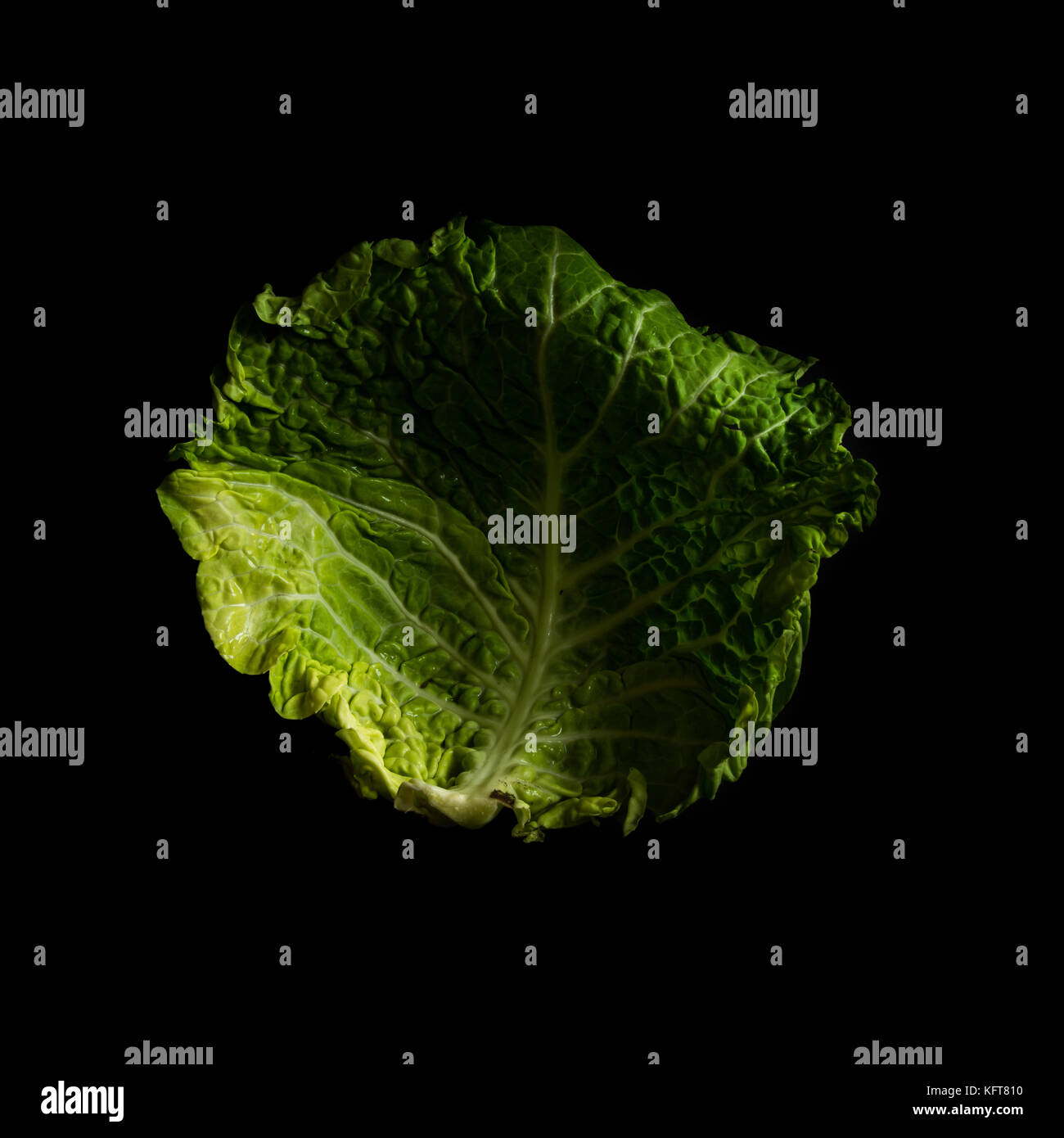 Cabbage leaf in studio on black background Stock Photo - Alamy