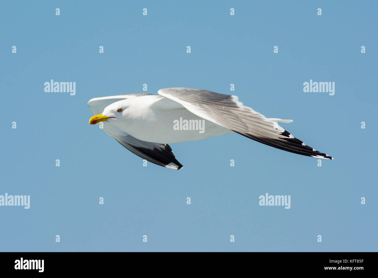 seagull flying over the sea Stock Photo - Alamy