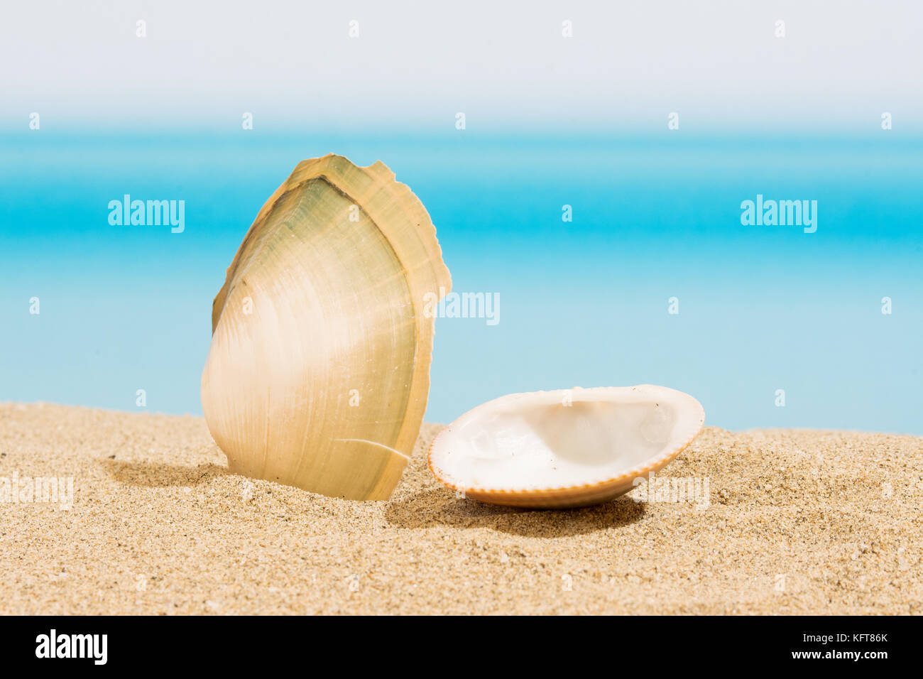Seashell on the beach Stock Photo - Alamy