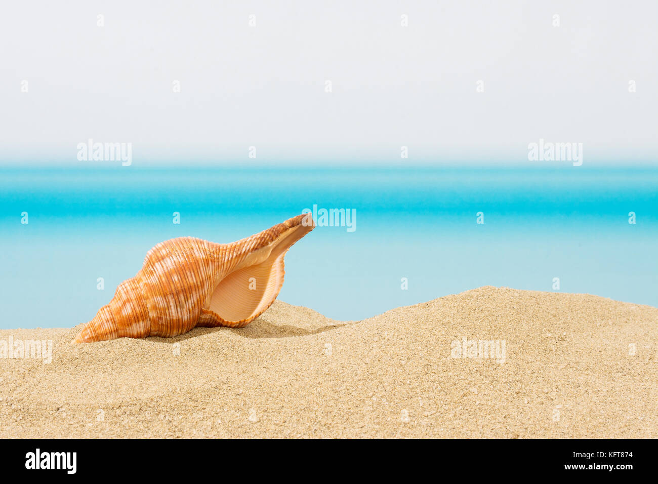 Seashell on the beach Stock Photo - Alamy