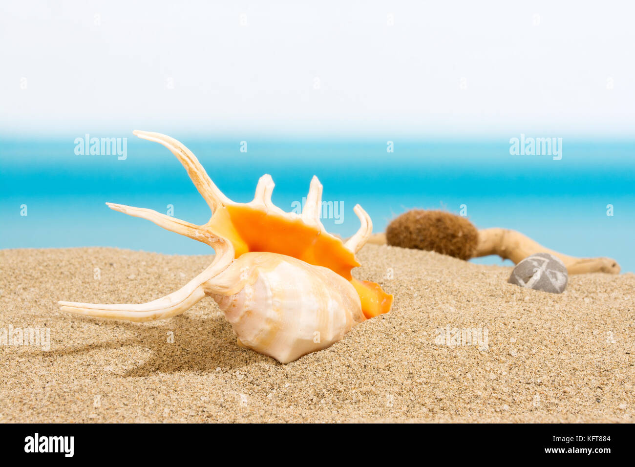 Seashell on the beach Stock Photo - Alamy