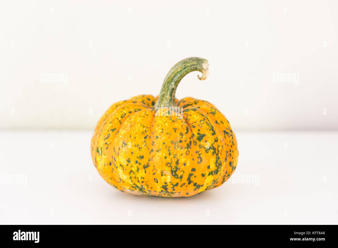 Small spotted orange pumpkin or squash on clean neutral background ...