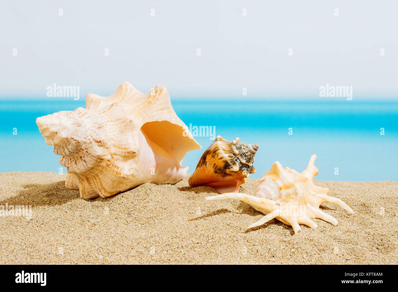 Seashell on the beach Stock Photo - Alamy