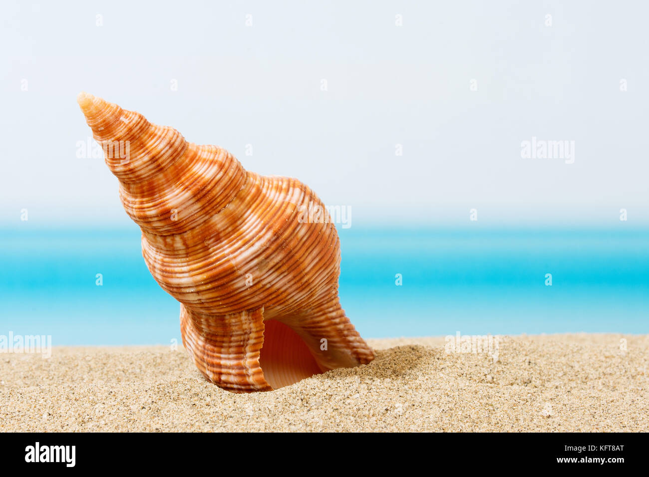 Seashell on the beach Stock Photo - Alamy