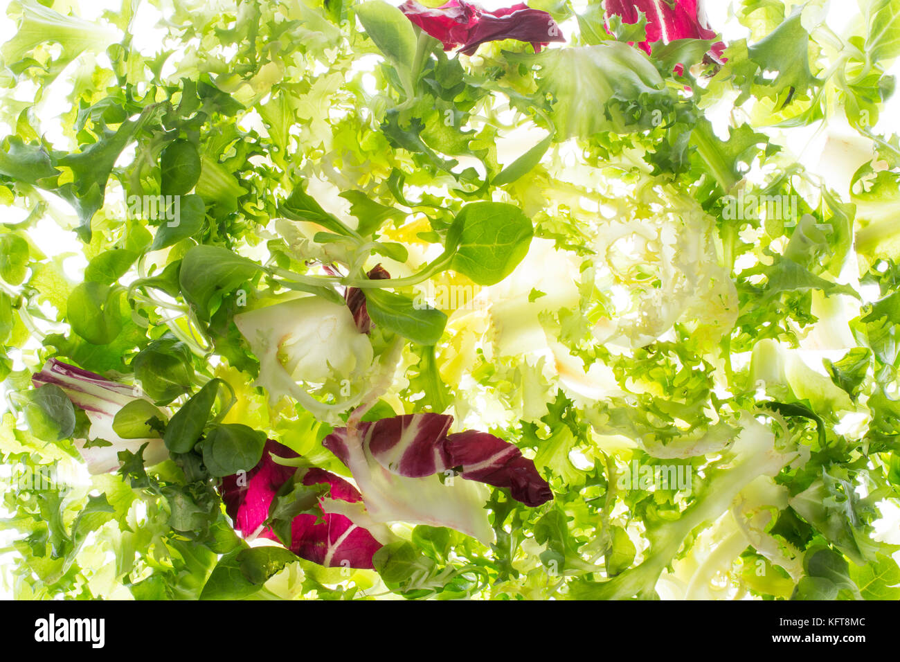 fresh lettuce in backlight. salad fly on white background Stock Photo ...