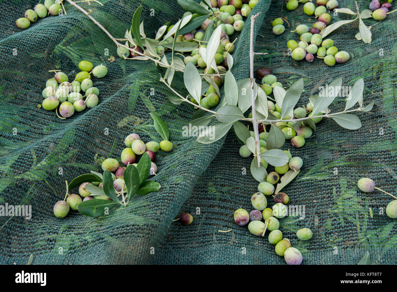 Olive harvest hi-res stock photography and images - Alamy