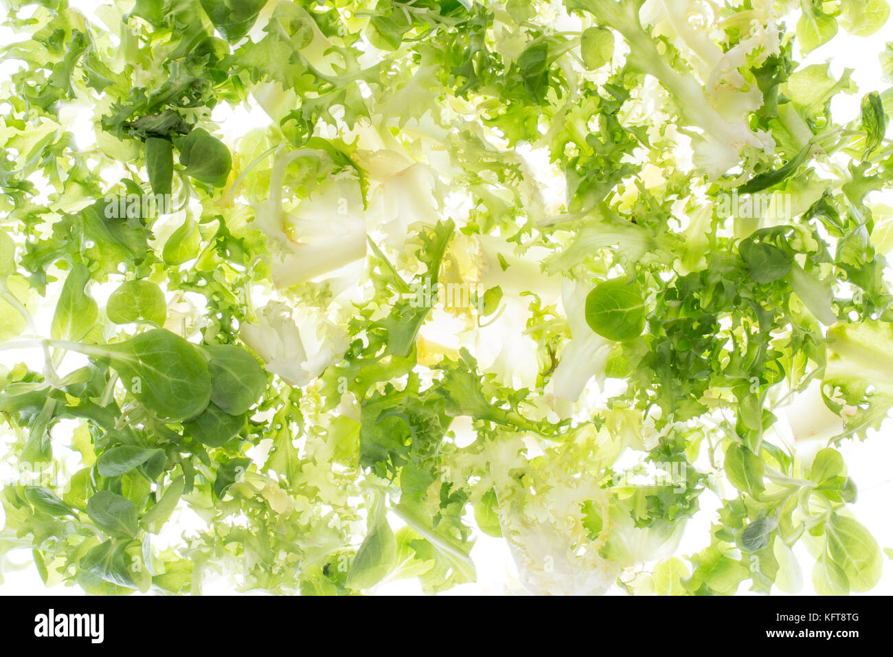 fresh lettuce in backlight. salad fly on white background Stock Photo ...