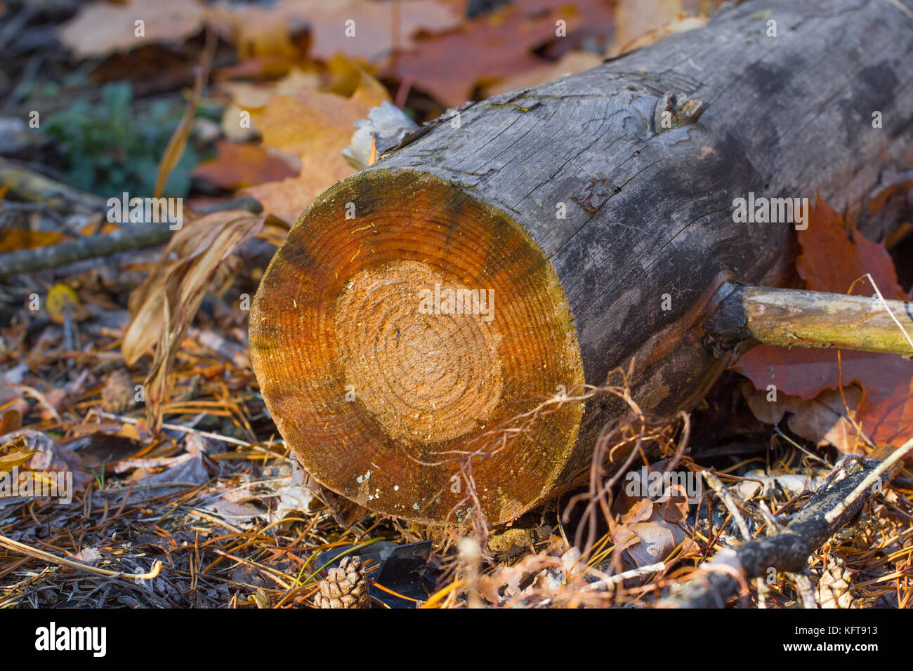 Forest cut down. Pine trees lying in the forest after deforestation ...