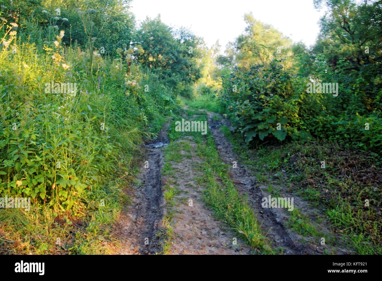 dirt road through forest in summer day, Russia Stock Photo - Alamy