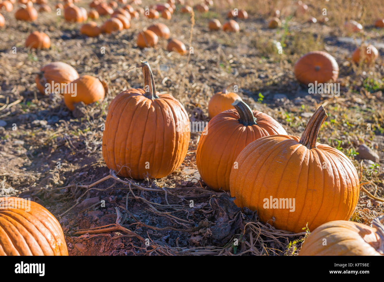 Large pumpkins in farm patch Stock Photo - Alamy