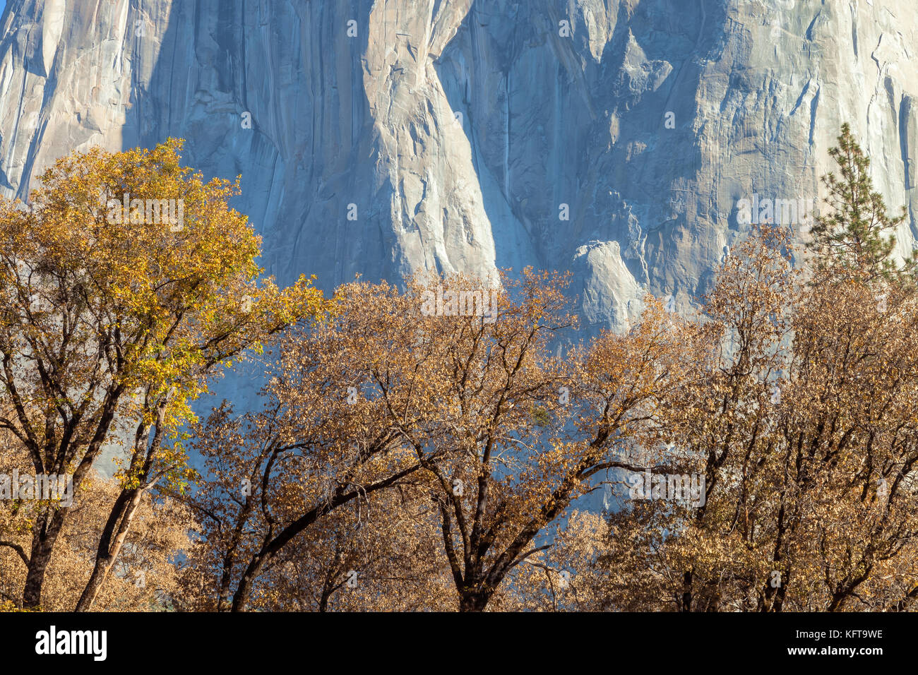 close up of the black oak trees (Quercus kelloggii) in their color ...