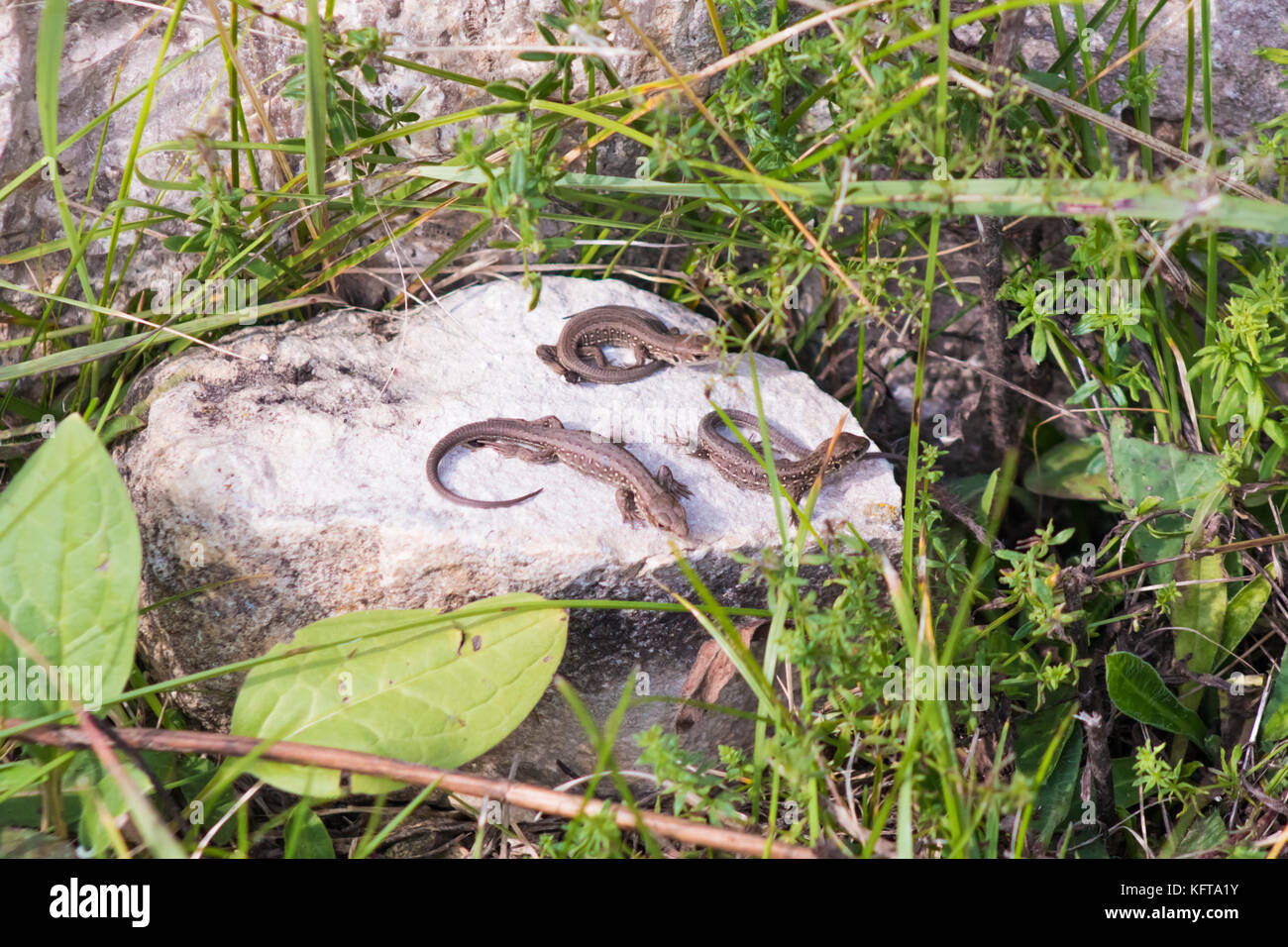 Three small gray lizards basking on the stone in the grass Stock Photo ...