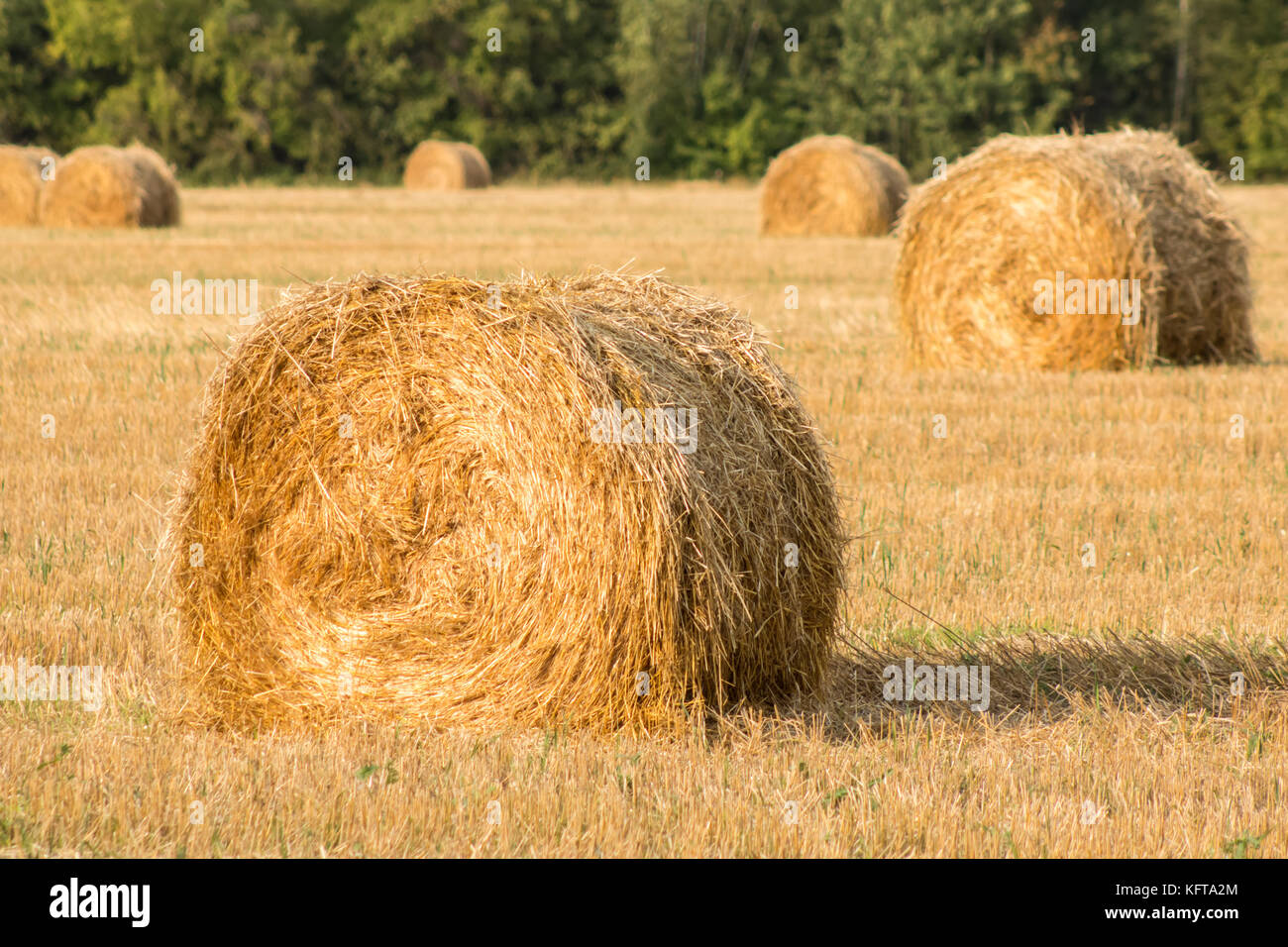 Golden haystack of wheat on a sloping field Stock Photo - Alamy