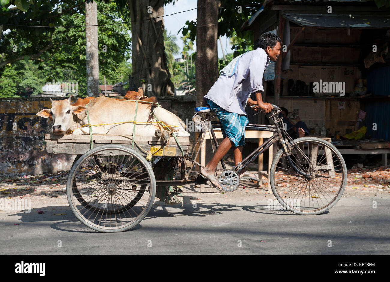 Calves transported to market on tricycle rickshaw cart in the West ...
