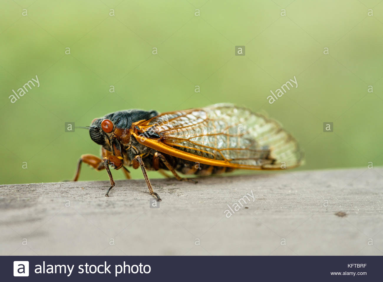 Big Cicada Stock Photos & Big Cicada Stock Images - Alamy