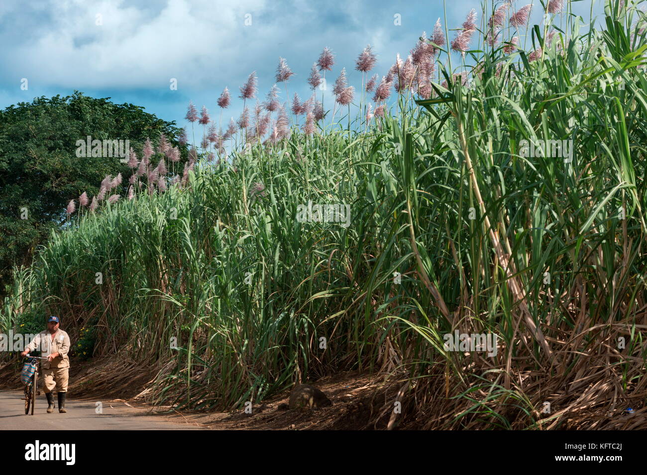 Red bus converted into a cafe, Saint Martin, Mauritius Stock Photo - Alamy