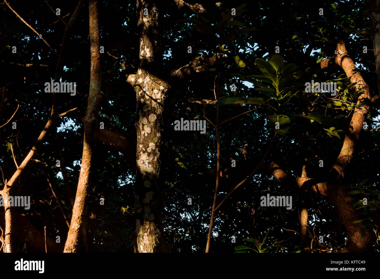 Red bus converted into a cafe, Saint Martin, Mauritius Stock Photo - Alamy