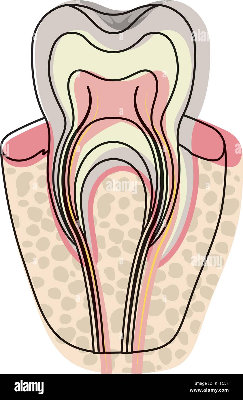 tooth with nerve and root view in watercolor silhouette Stock Vector ...