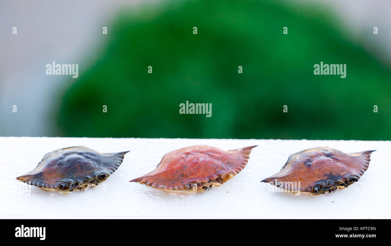 Empty Crab High Resolution Stock Photography and Images - Alamy