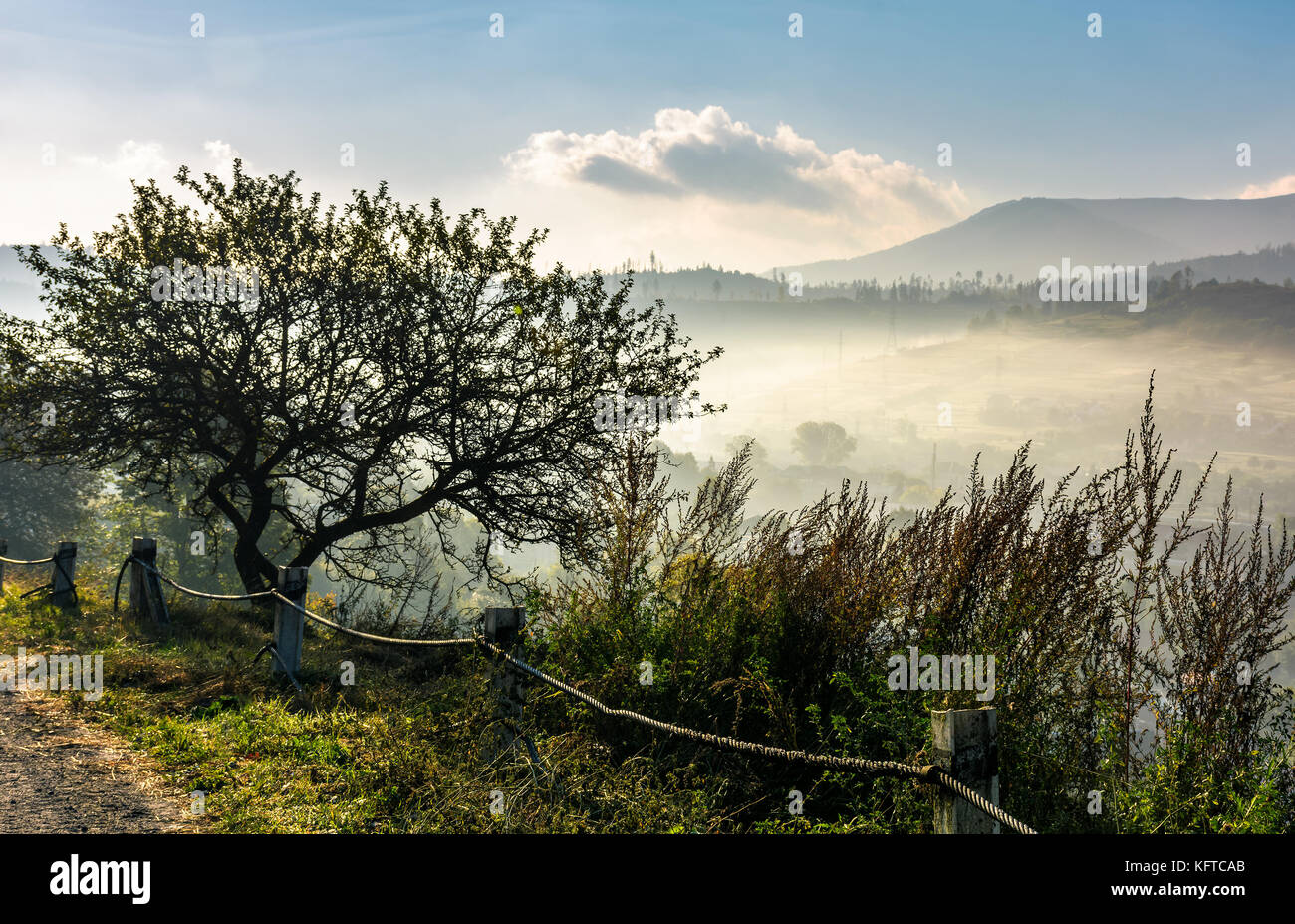 tree on hillside over the rural valley. beautiful countryside scenery ...