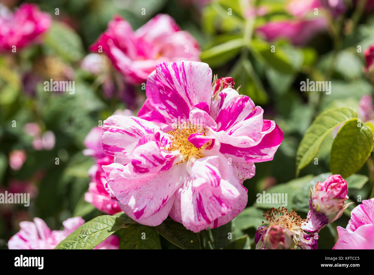 Close up of pink Rosa Gallica Versicolor blooms - Rose Mundi flowering ...