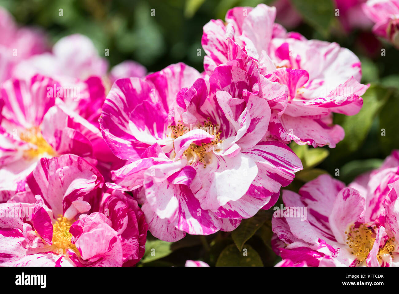 Rosa gallica hi-res stock photography and images - Alamy
