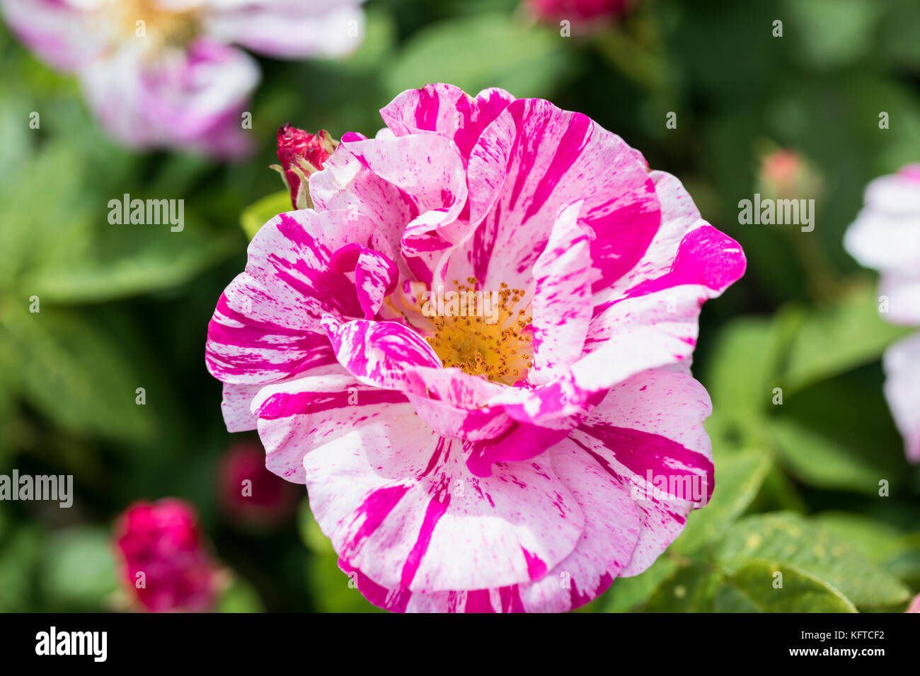 Close up of pink Rosa Gallica Versicolor blooms - Rose Mundi flowering ...