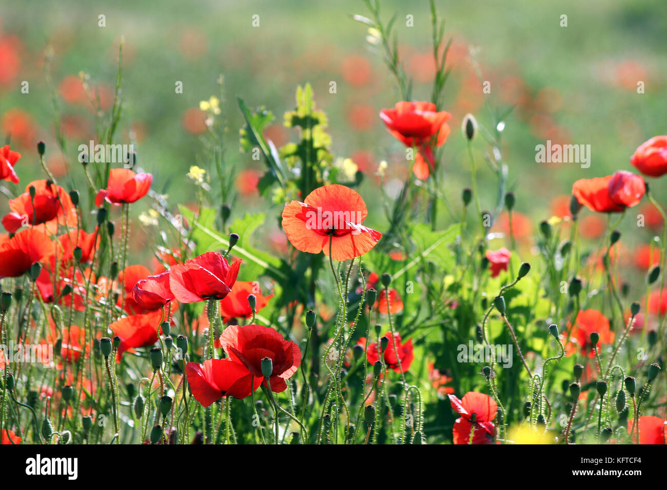 Poppy field spring landscape hi-res stock photography and images - Alamy