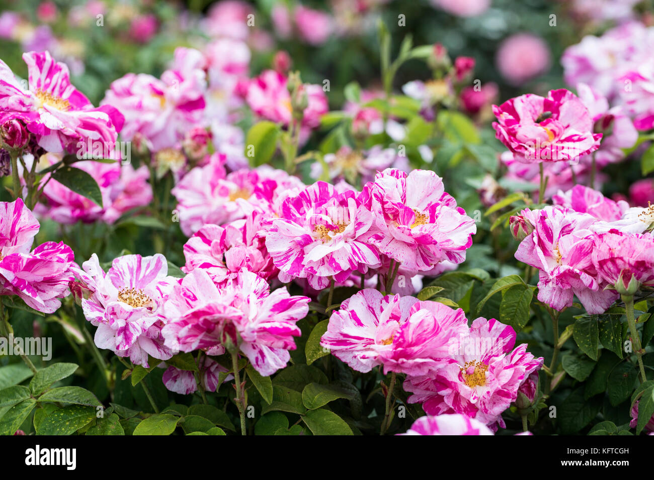 Rosa gallica hi-res stock photography and images - Alamy