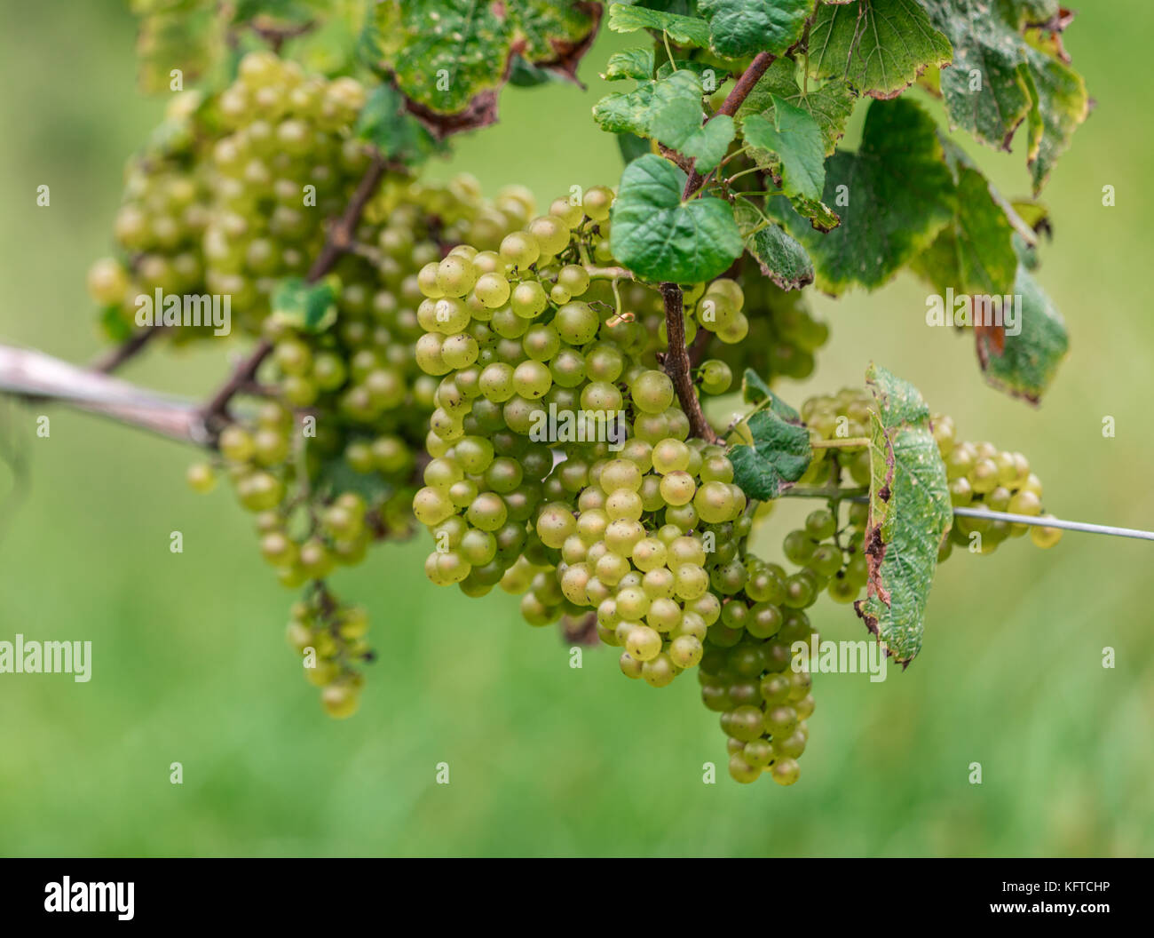 Long green grape hi-res stock photography and images - Alamy