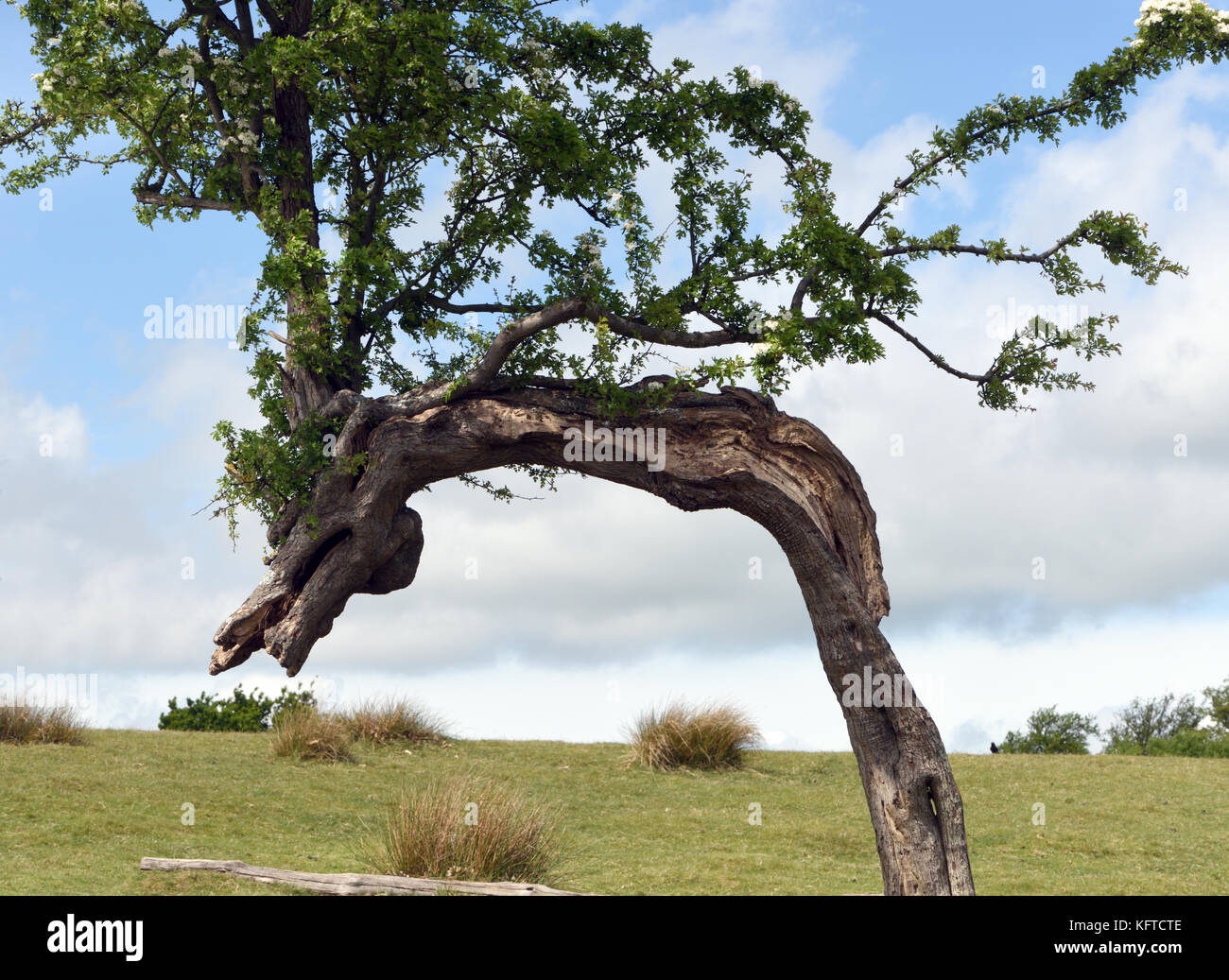 A flowering hawthorne tree (Crataegus monogyna) twisted into the shape ...