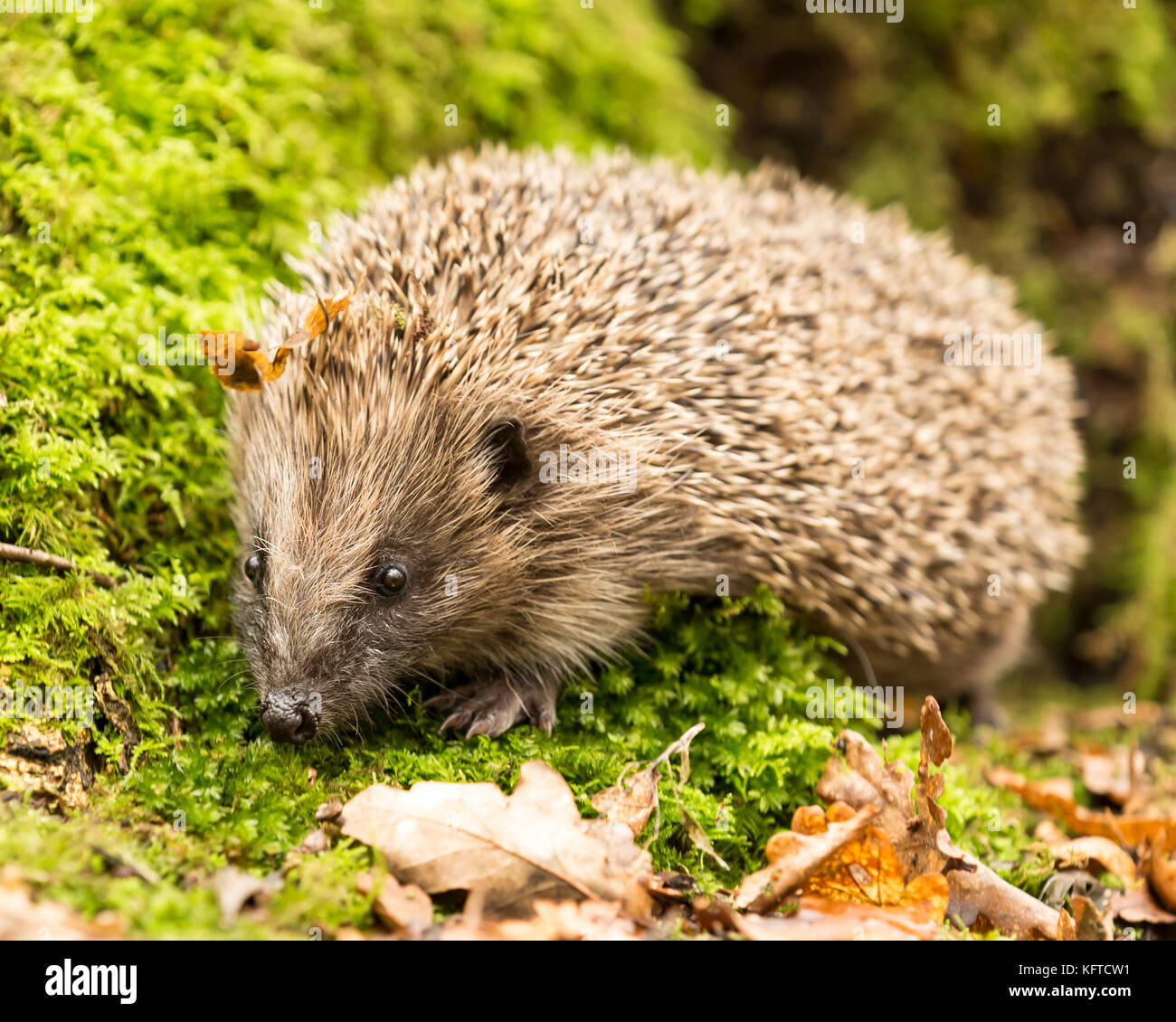Wild, native hedgehog foraging in hedgehog friendly garden. Taken ...
