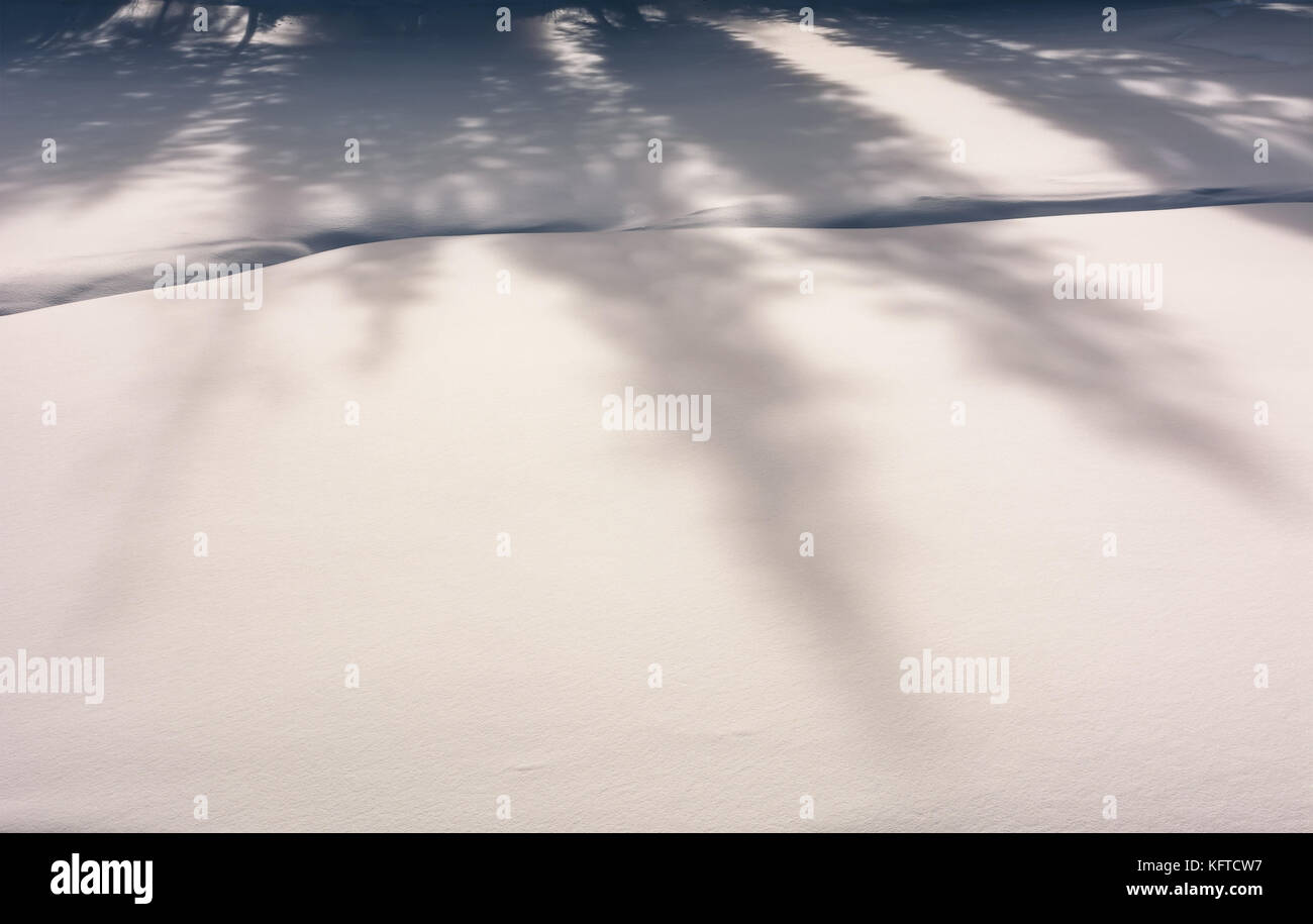 shadows of spruce trees on snow. beautiful and unusual background Stock ...