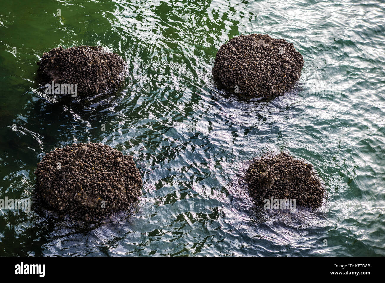 Barnacles on pier hi-res stock photography and images - Alamy