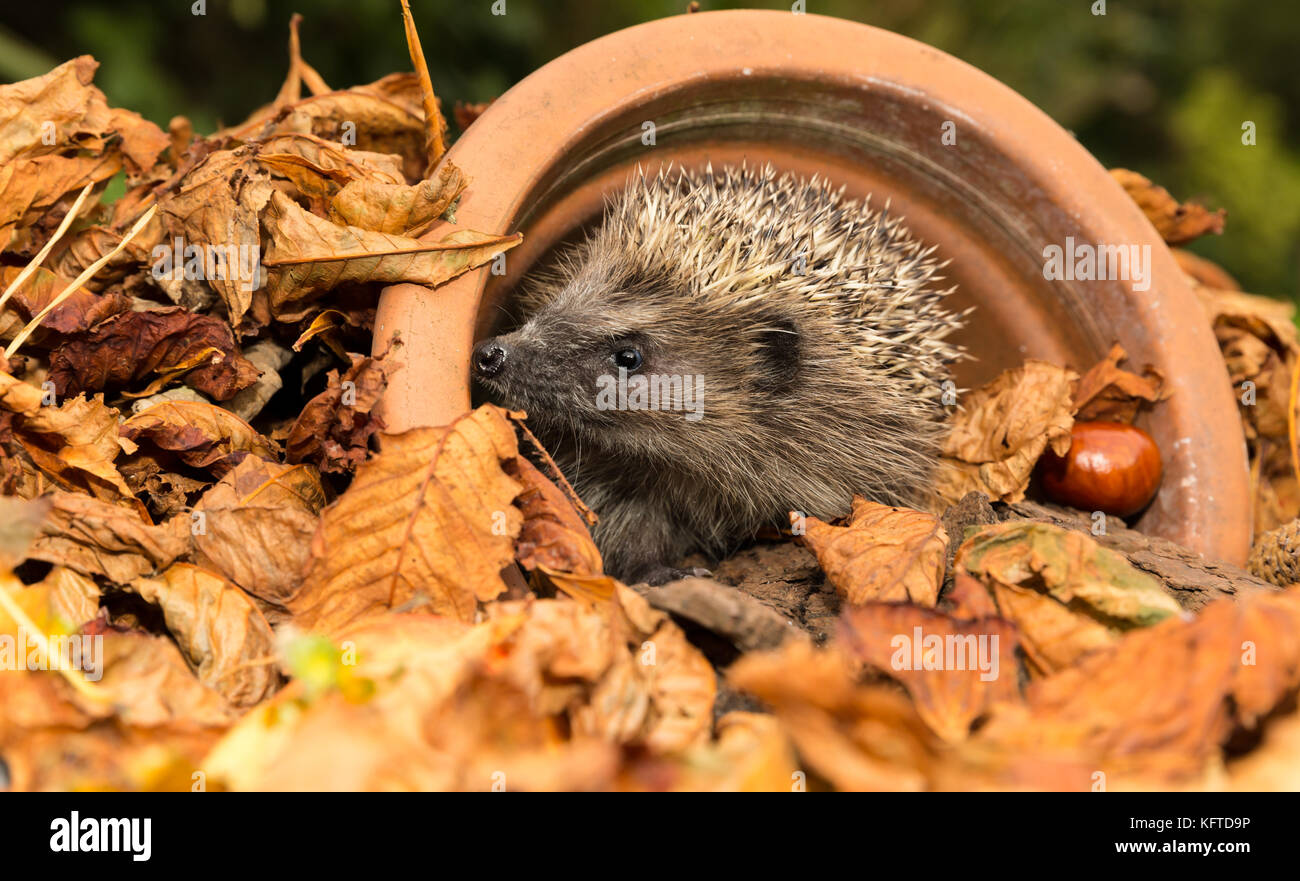 Hedgehog And Leaves High Resolution Stock Photography and Images - Alamy