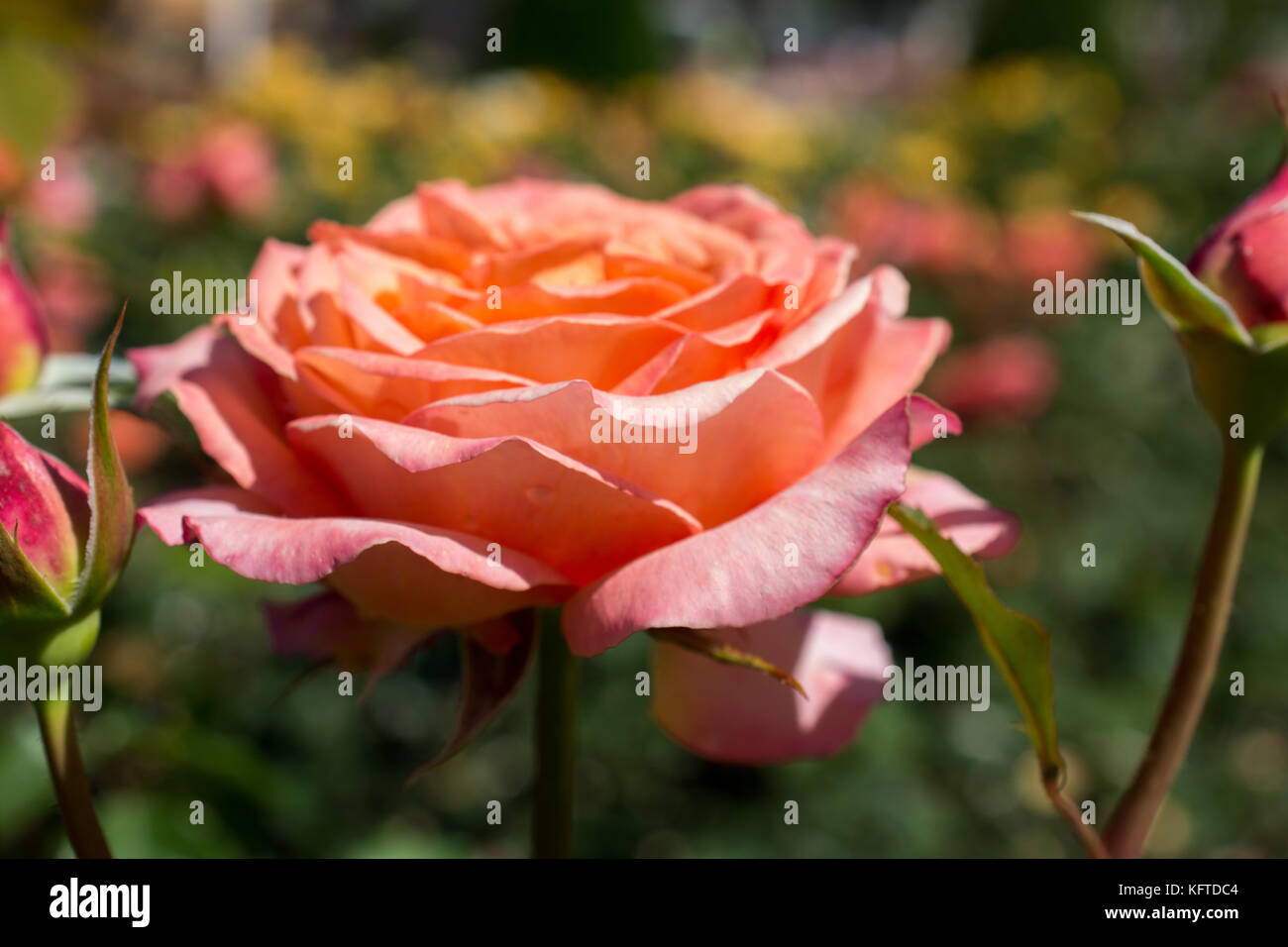 Beautiful colorful Rose Flower on garden background Stock Photo - Alamy