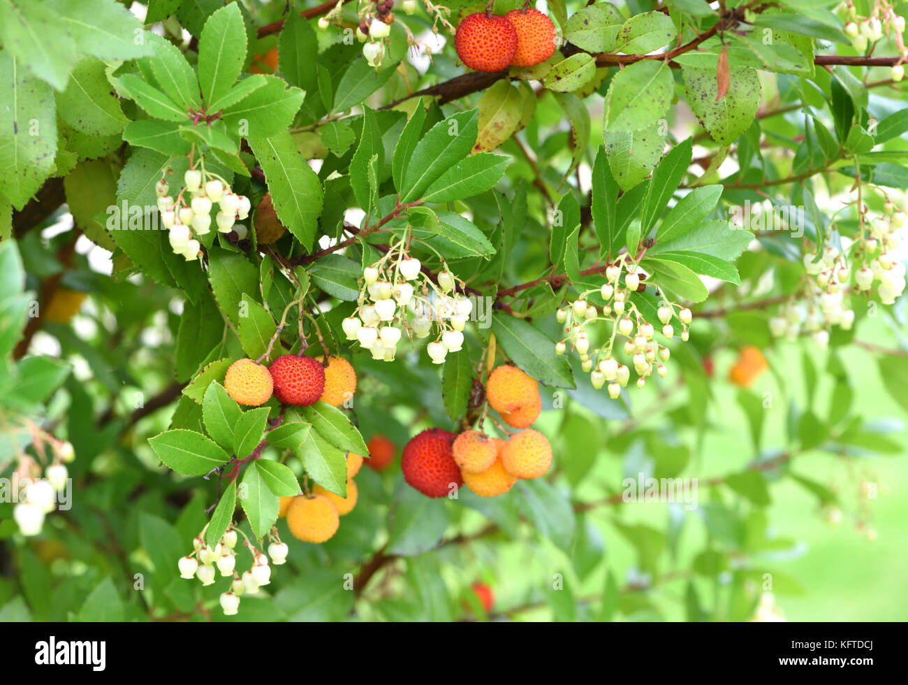 Arbutus unedo tree uk hi-res stock photography and images - Alamy