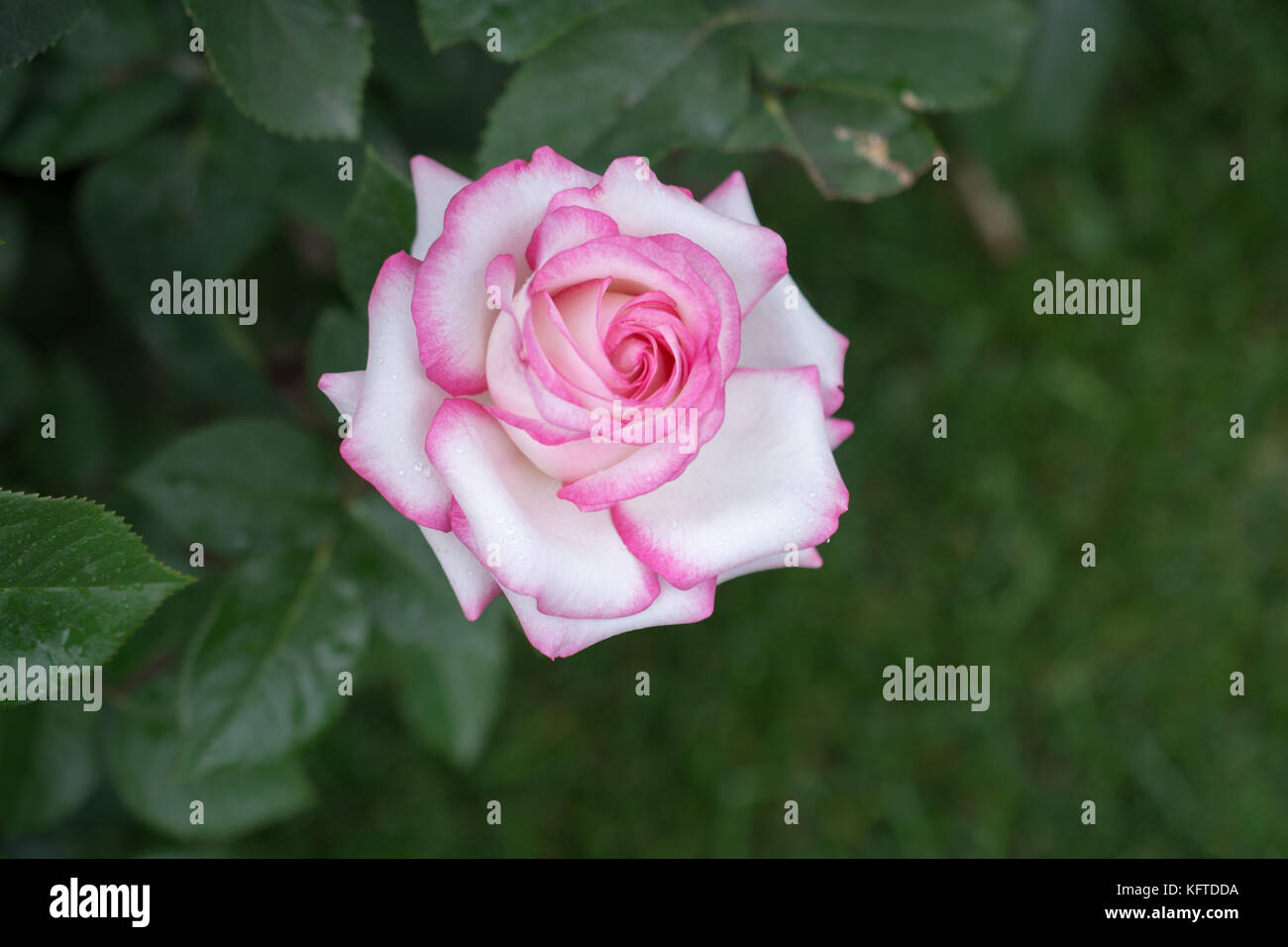 Beautiful colorful Rose Flower on garden background Stock Photo - Alamy
