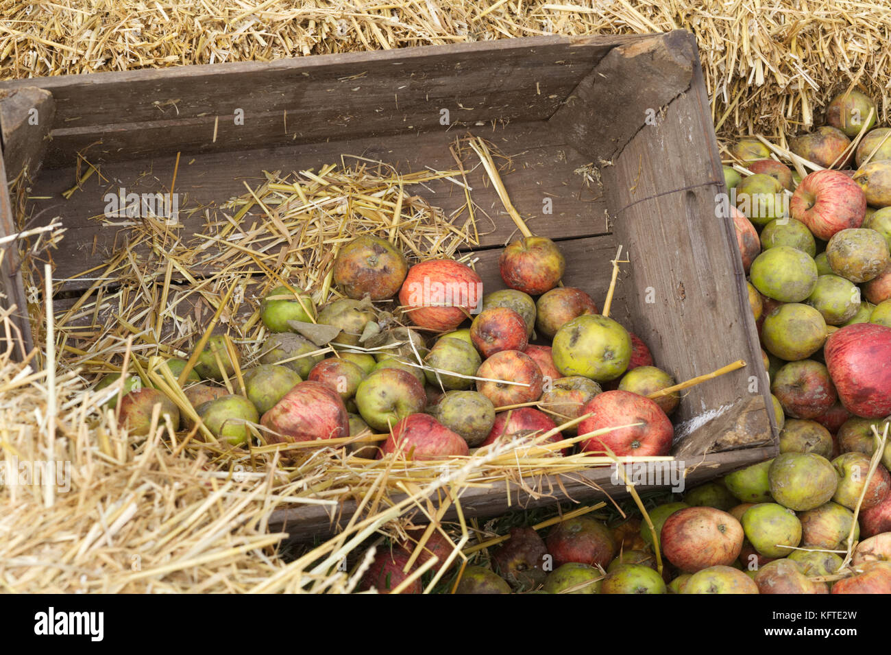 Displaying autumn harvest display hi-res stock photography and images ...