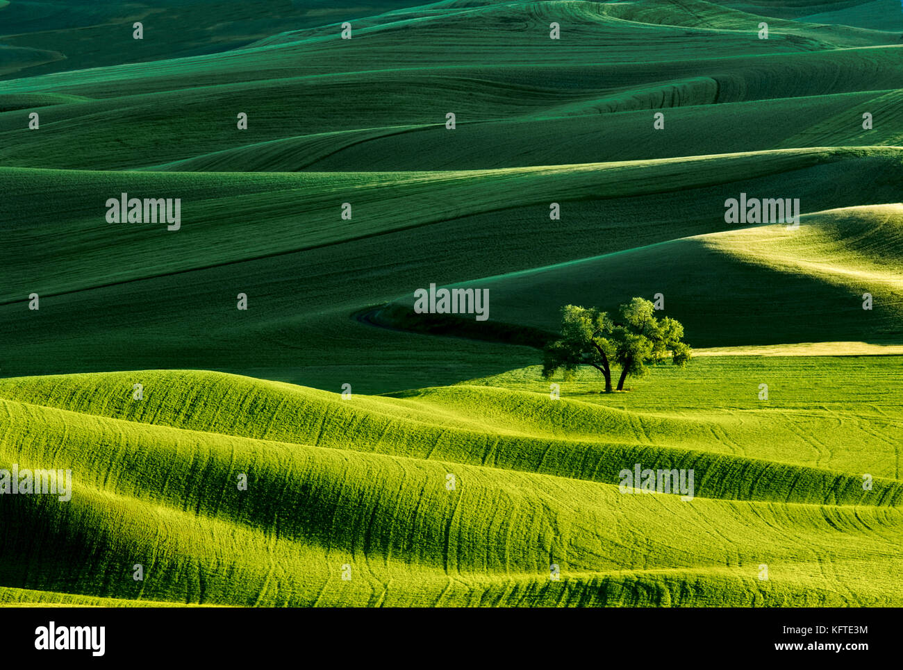 Farmland in spring with lone tree. The Palouse Washington Stock Photo ...