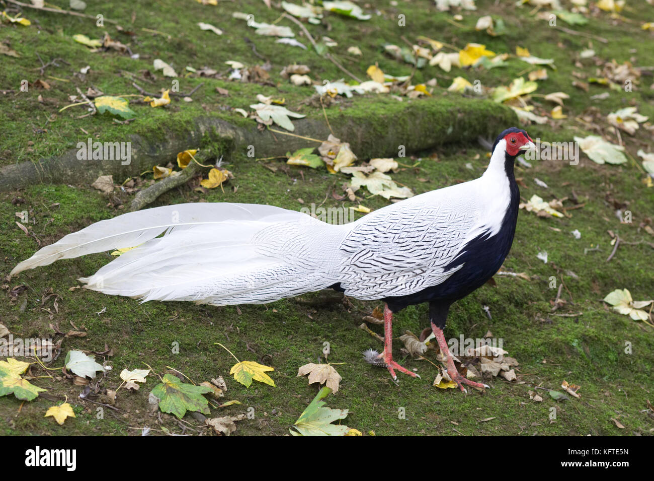 White Pheasant Bird High Resolution Stock Photography and Images - Alamy